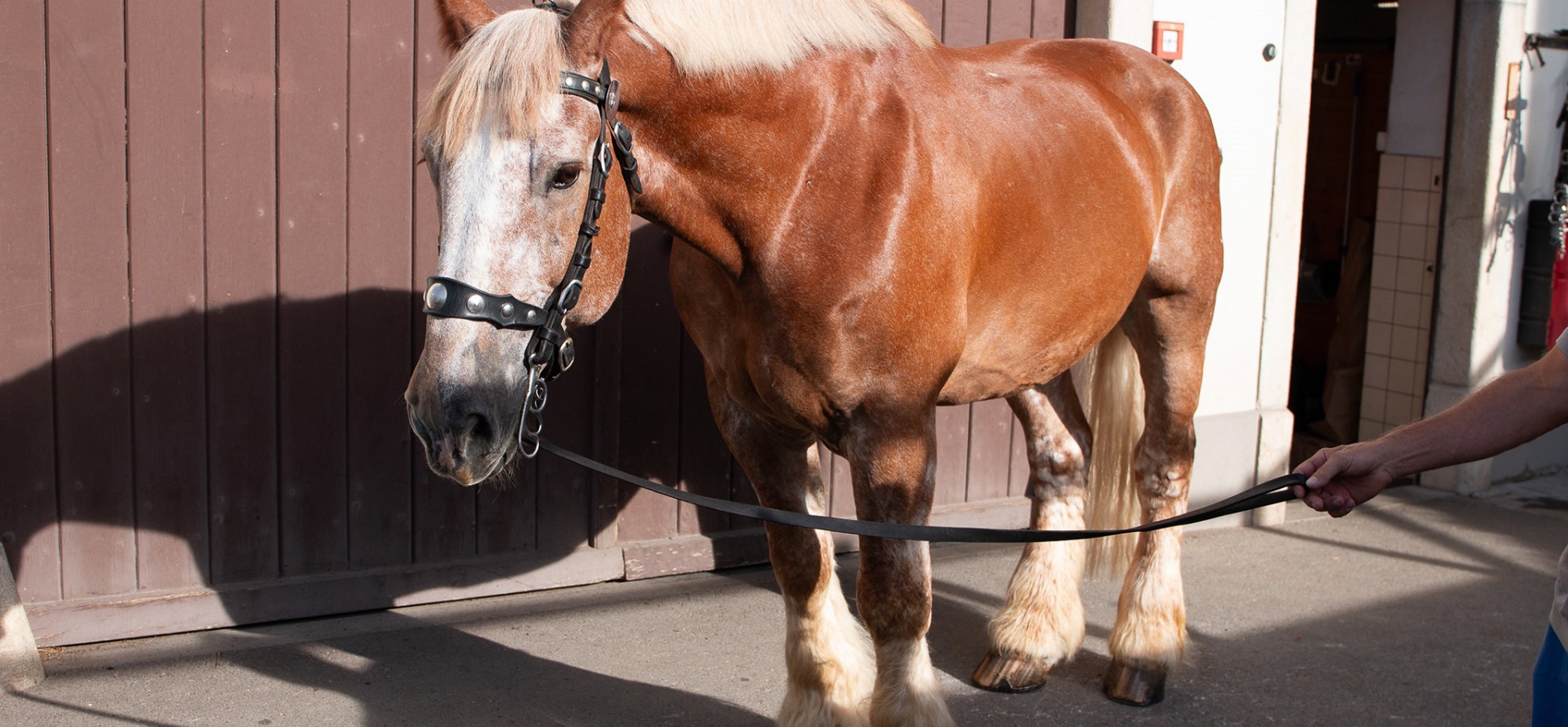 Découvrir Feldschlösschen » Les chevaux de brasserie » Cheval de ...