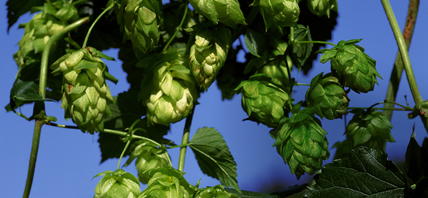Bierwelt entdecken » Wie Bier gebraut wird » Rohstoff Hopfen ...