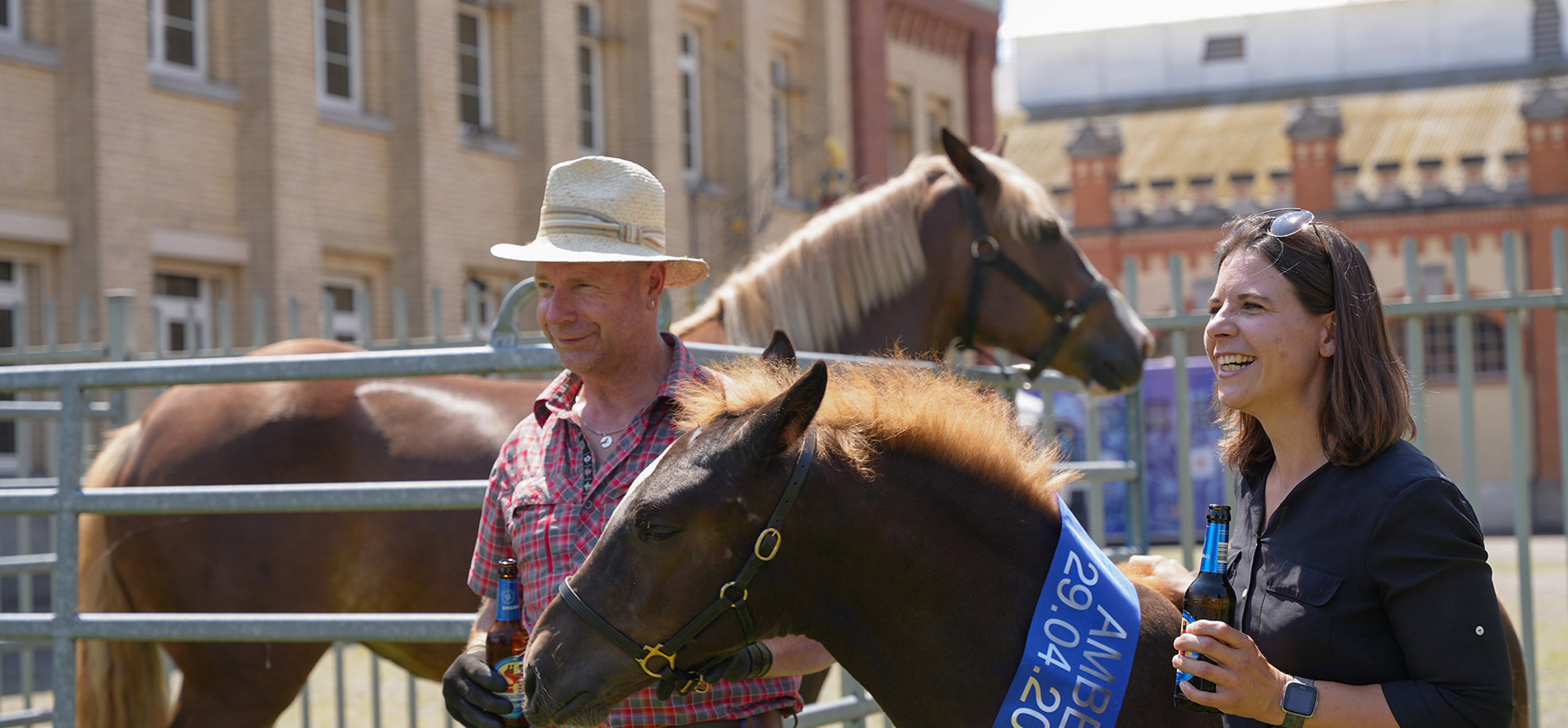 Experience Feldschlösschen » Dray horses » Dray horse Amber (currently ...
