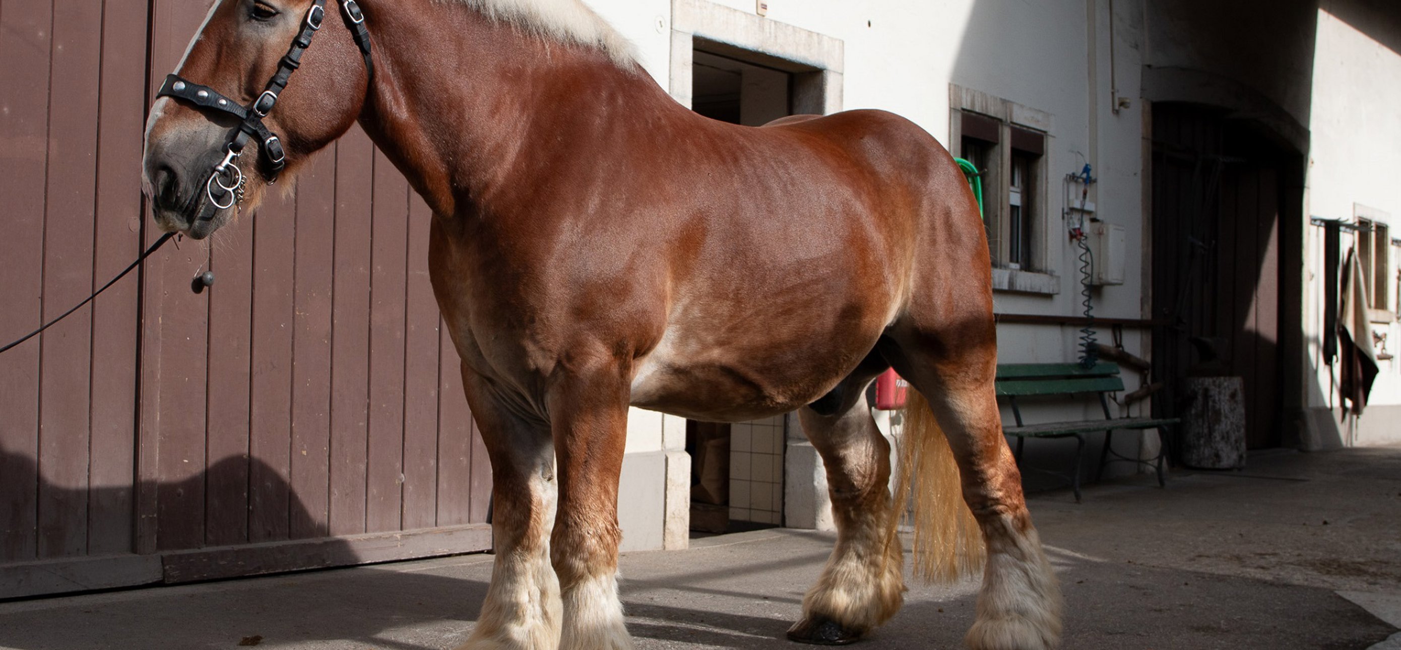 Découvrir Feldschlösschen » Les chevaux de brasserie » Cheval de brasserie Nico « Feldschlösschen